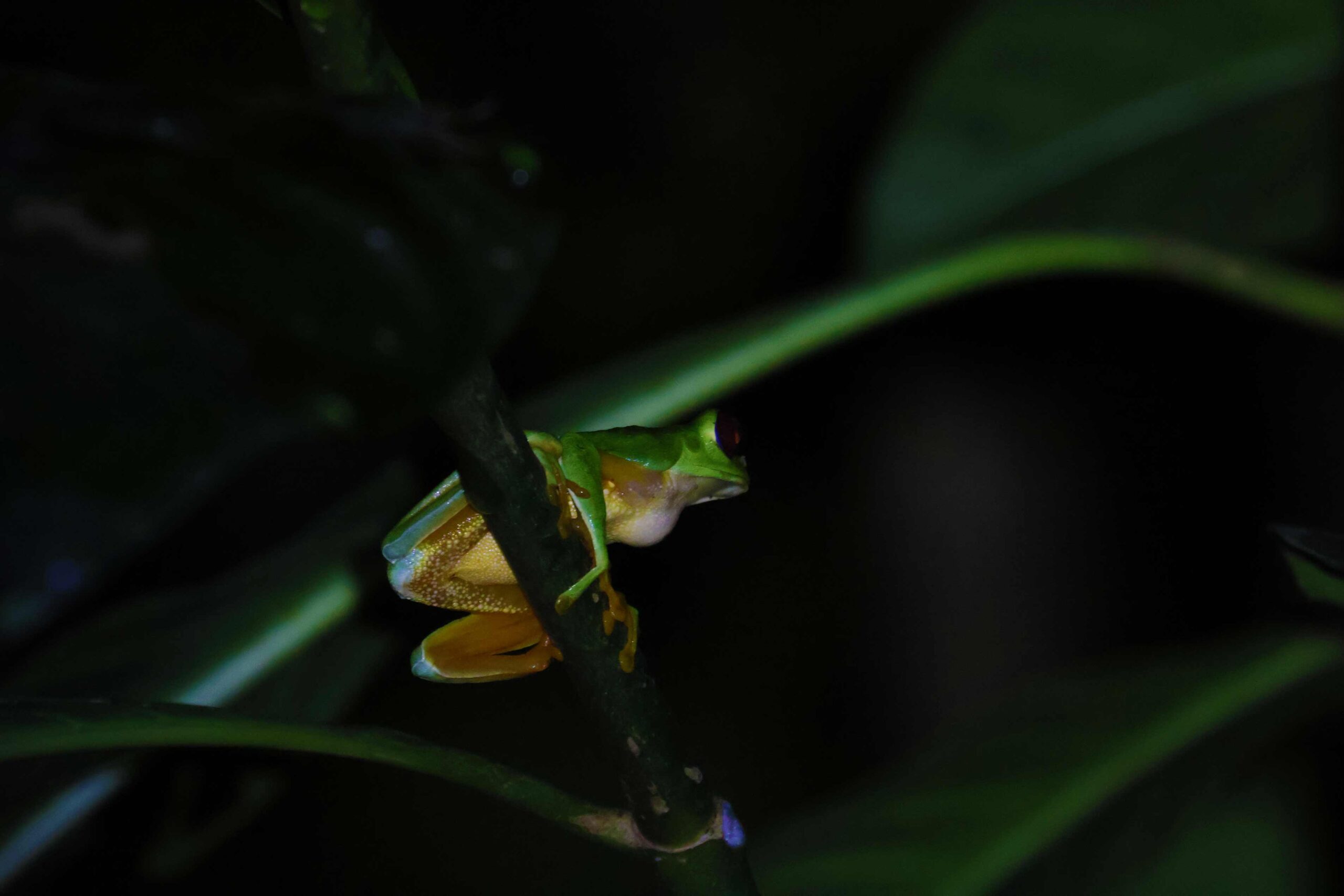 Educational Jungle Night Walk - Biophilia Park